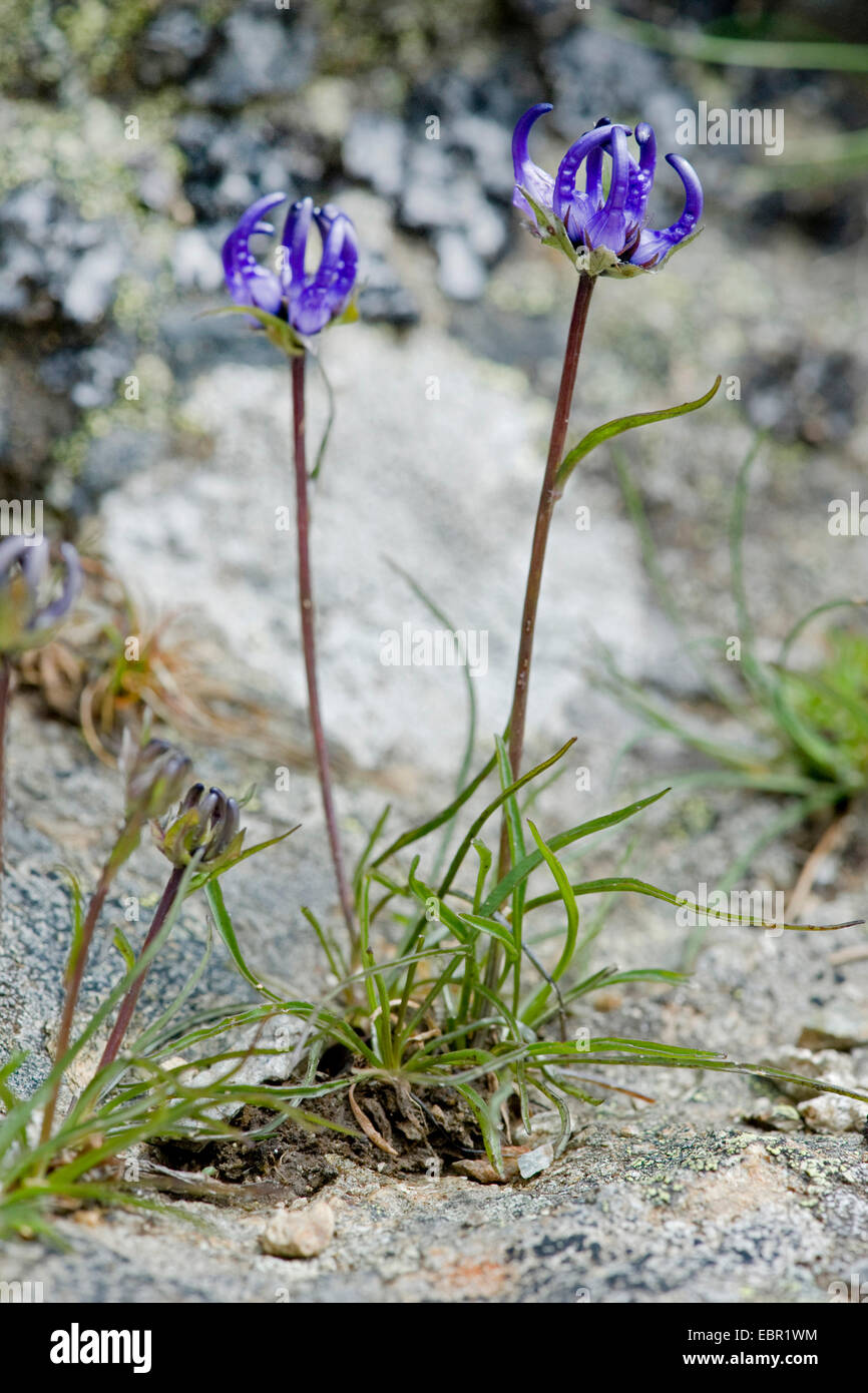 Horned Rampion (Phyteuma hemisphaericum), blooming on a rock ...
