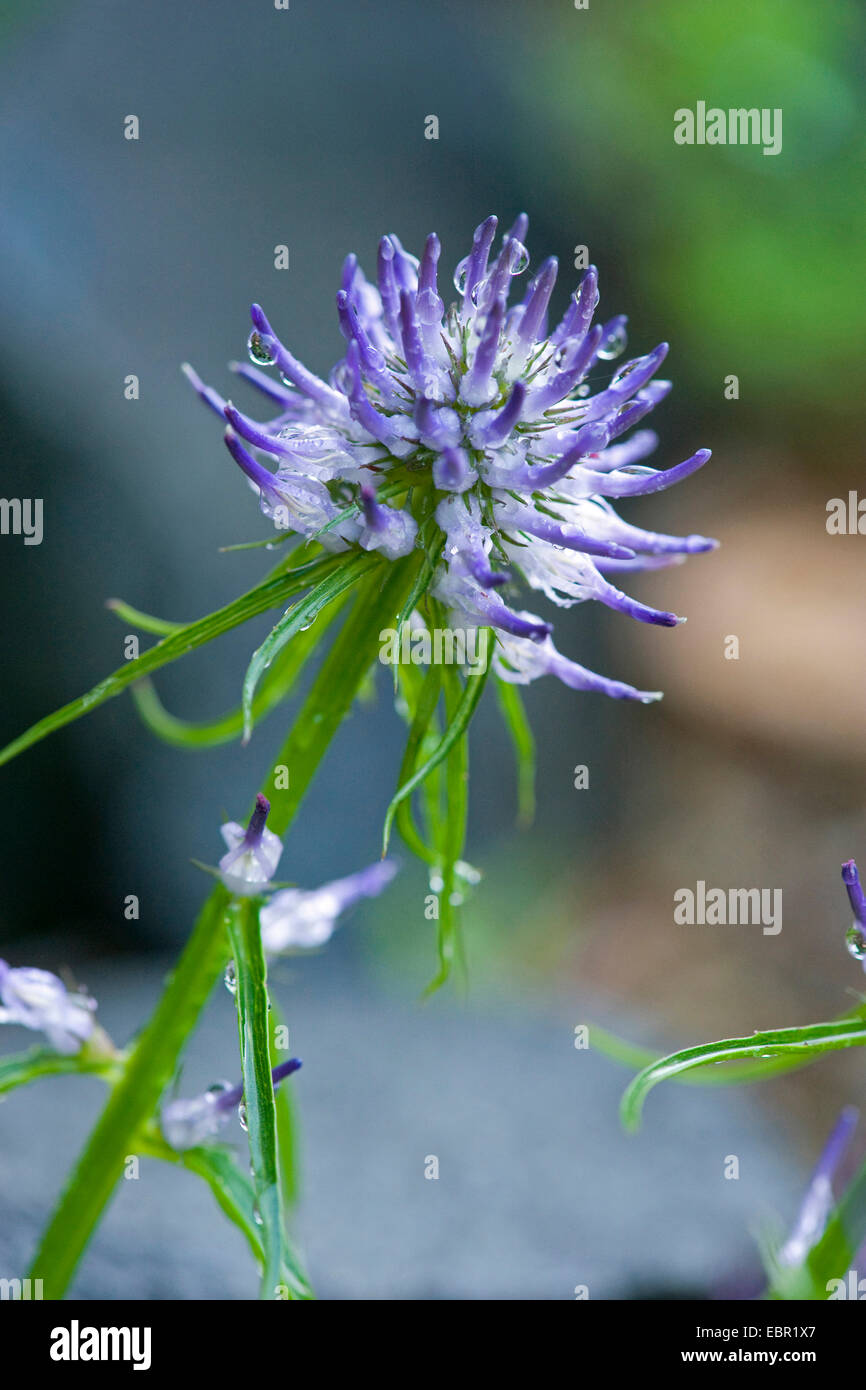 Horned Rampion (Phyteuma scheuchzeri), inflorescence, Germany Stock ...
