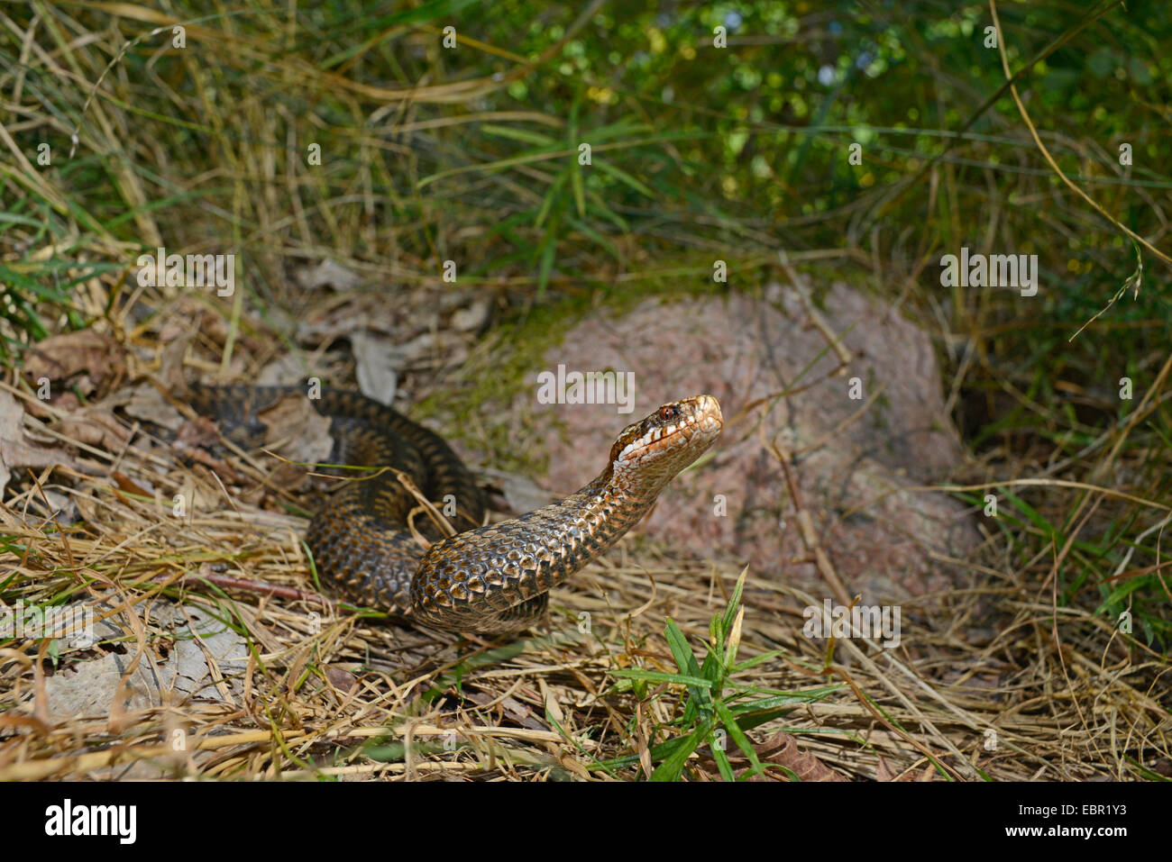 adder, common viper, common European viper, common viper (Vipera berus ...