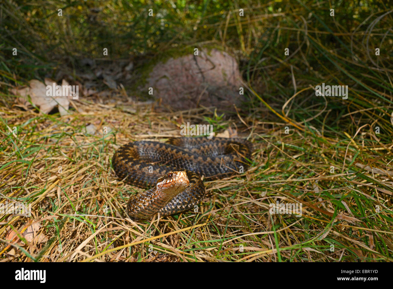 adder, common viper, common European viper, common viper (Vipera berus ...