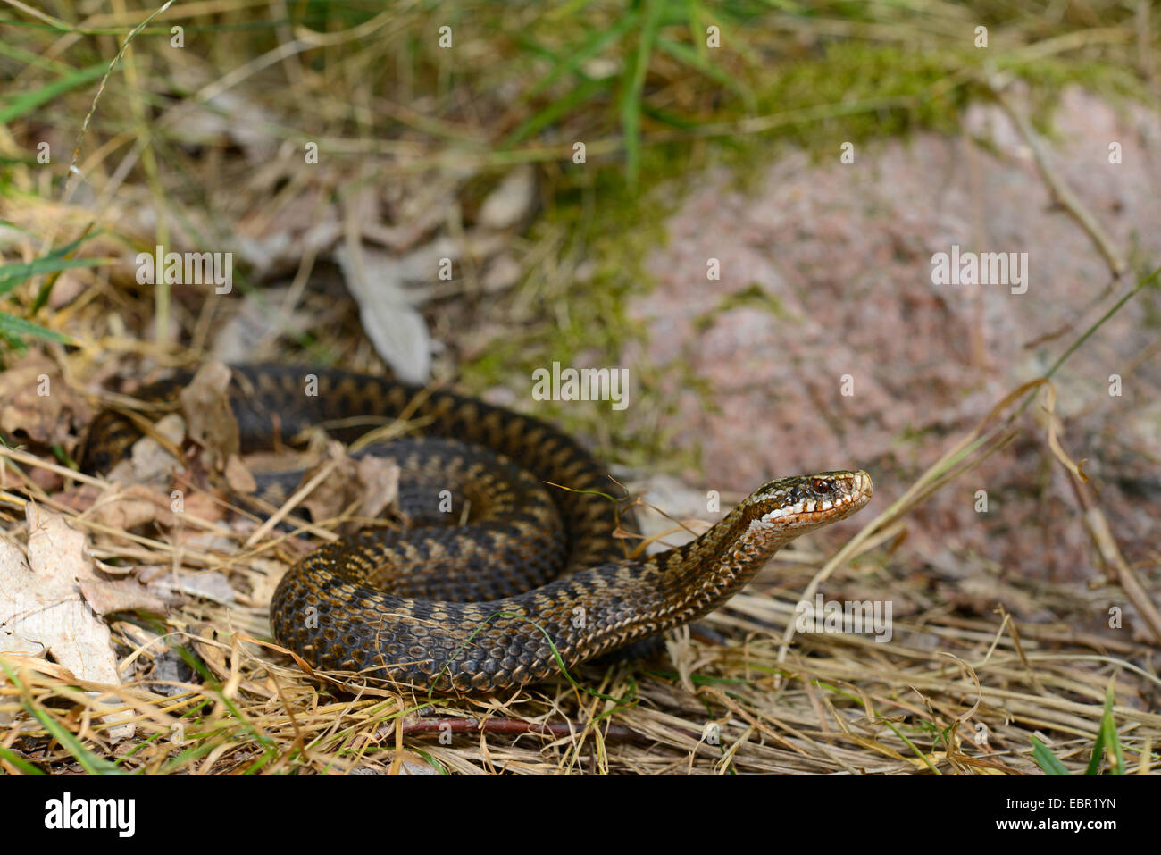 adder, common viper, common European viper, common viper (Vipera berus ...