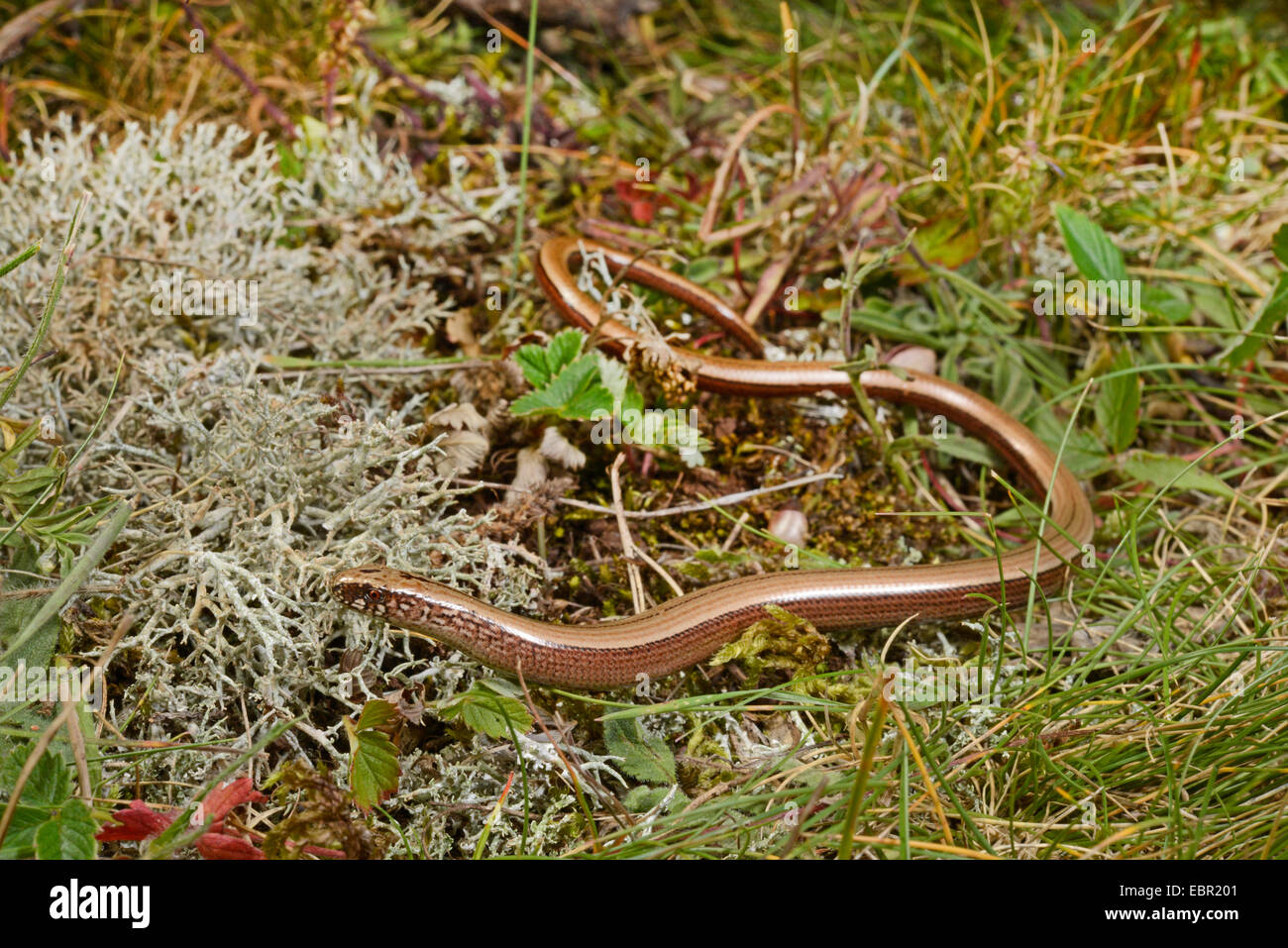 Juvenile slow worms hi-res stock photography and images - Alamy