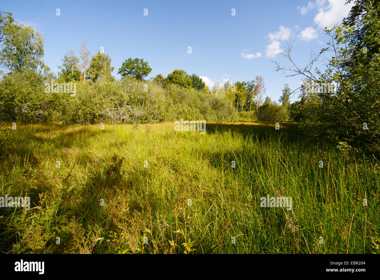 marsh meadow, Sweden, Smaland Stock Photo - Alamy