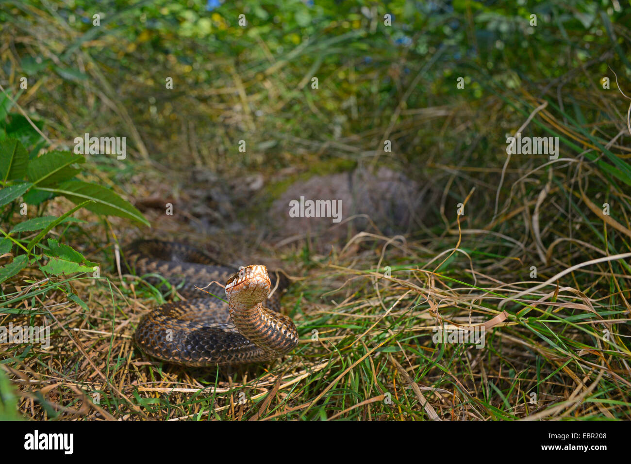 adder, common viper, common European viper, common viper (Vipera berus ...