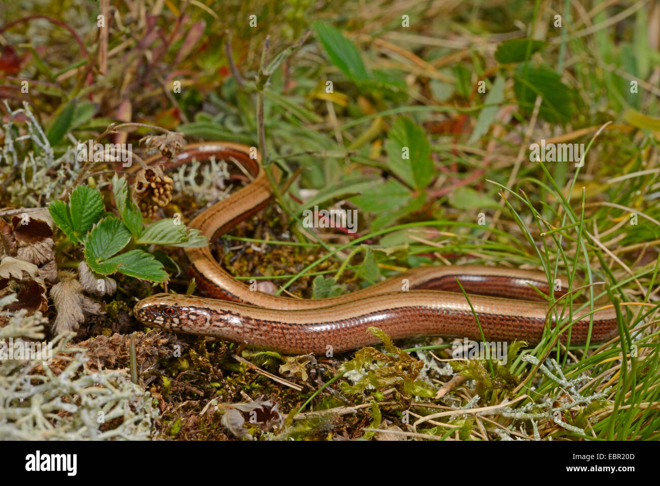 European slow worm, blindworm, slow worm (Anguis fragilis), young slow ...