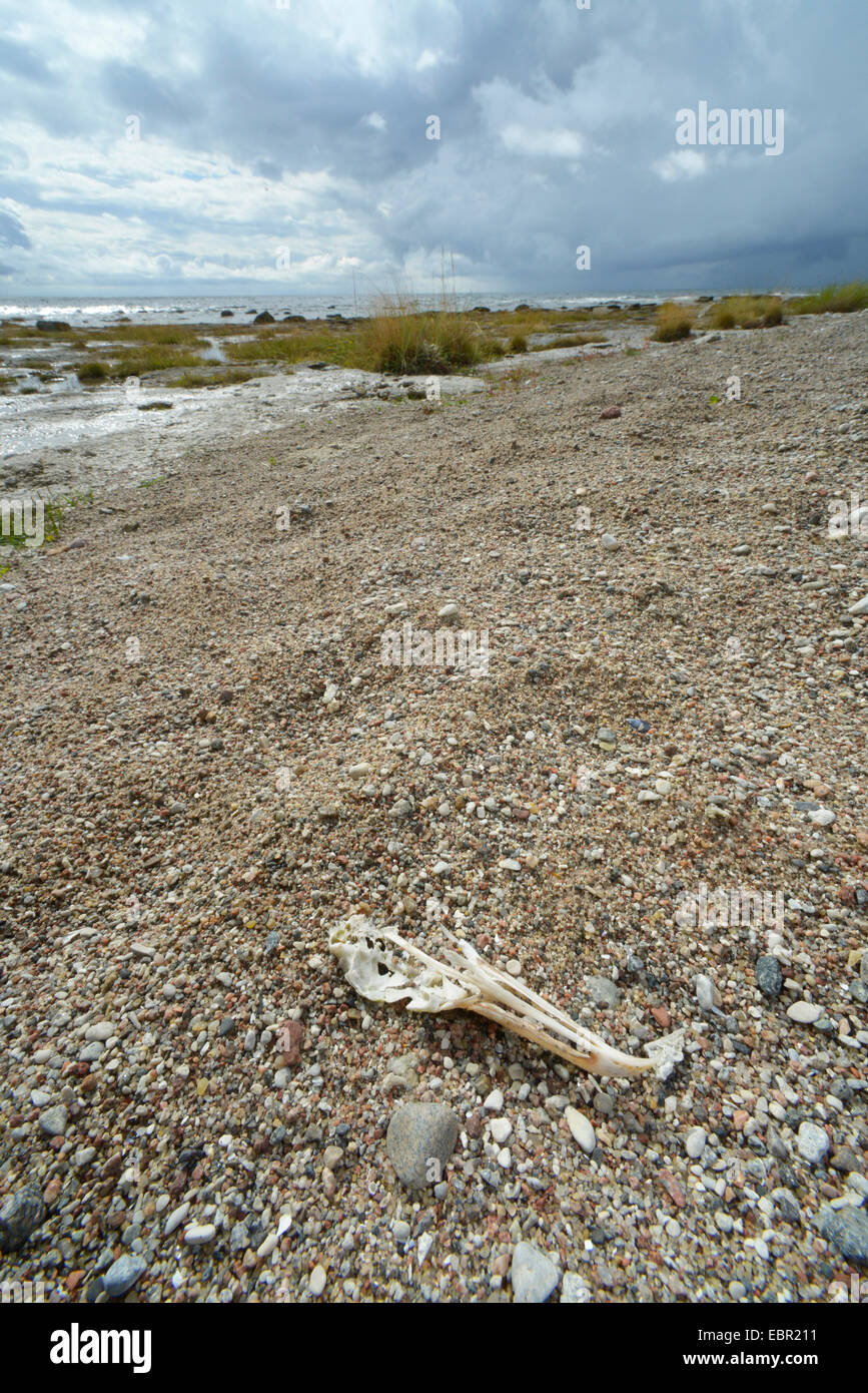 Skeletonised hi-res stock photography and images - Alamy