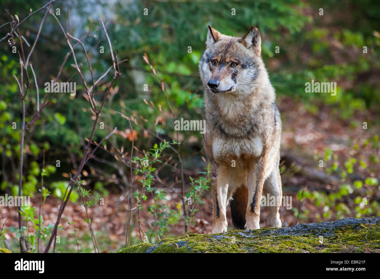 European gray wolf (Canis lupus lupus), standing on a mossy boulder in ...