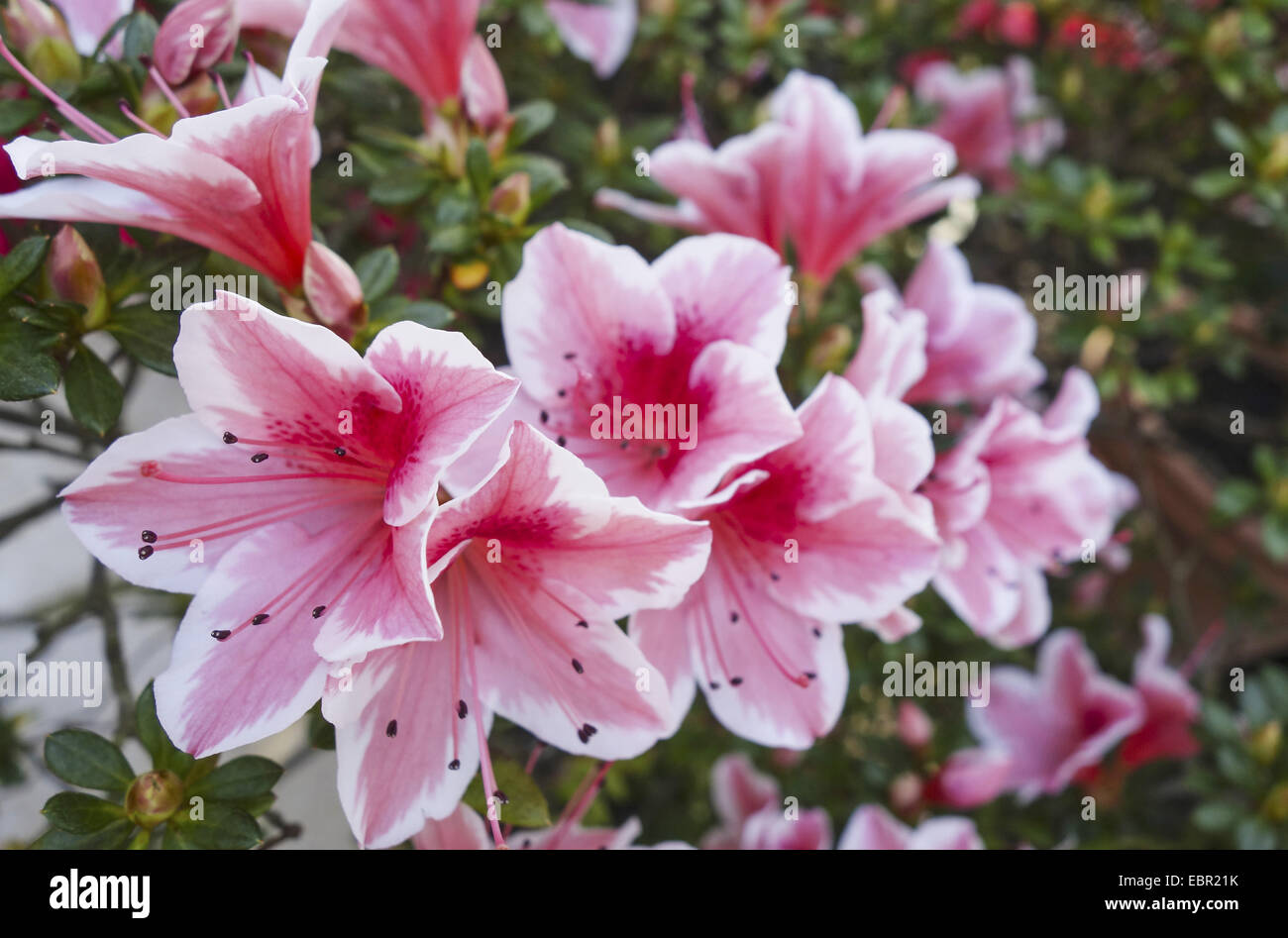 Azalea, Formosa Azalea, Sim's Azalea, (Rhododendron simsii), blooming ...