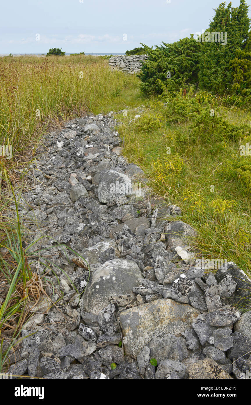 ruins of a stone wall at the edge of a juniper heath on Faroe, Sweden ...