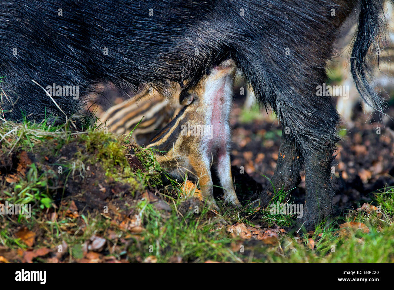 Pig suckling her piglet hi-res stock photography and images - Alamy