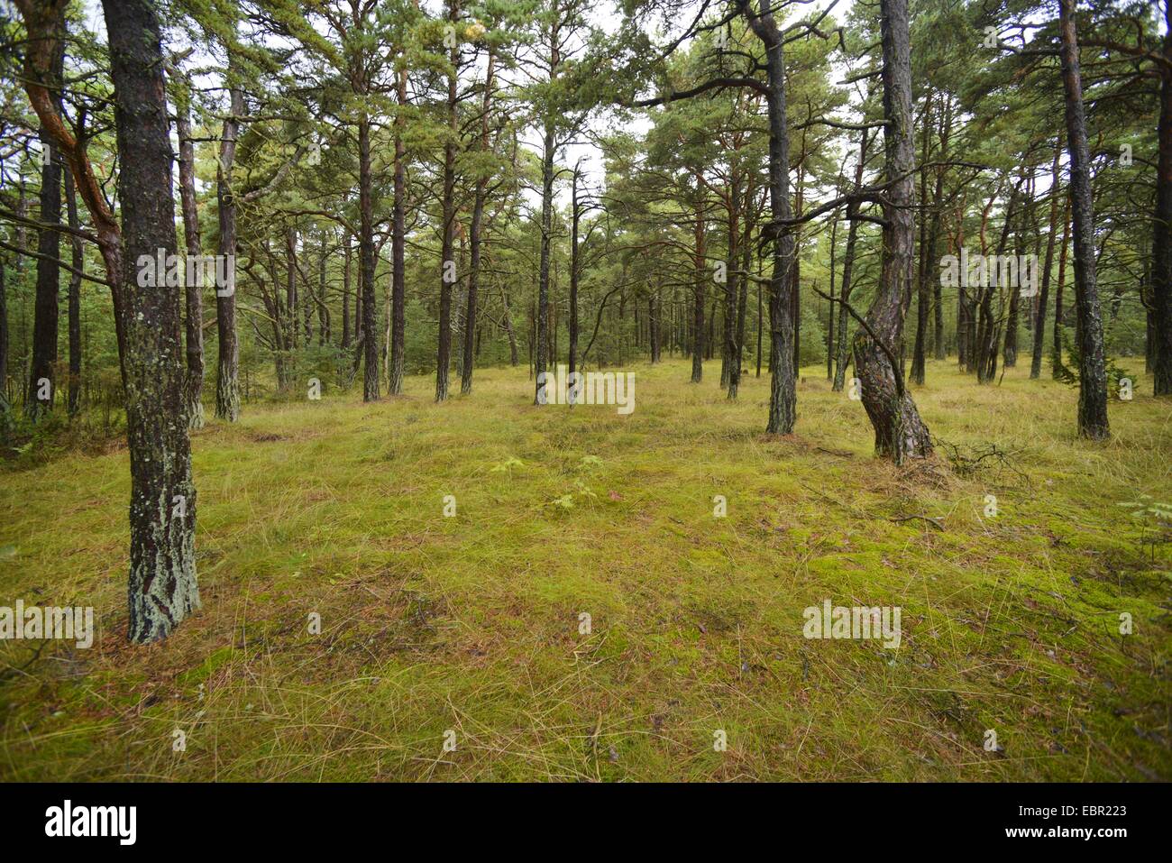 Scotch pine, Scots pine (Pinus sylvestris), pine forest on Faroe ...