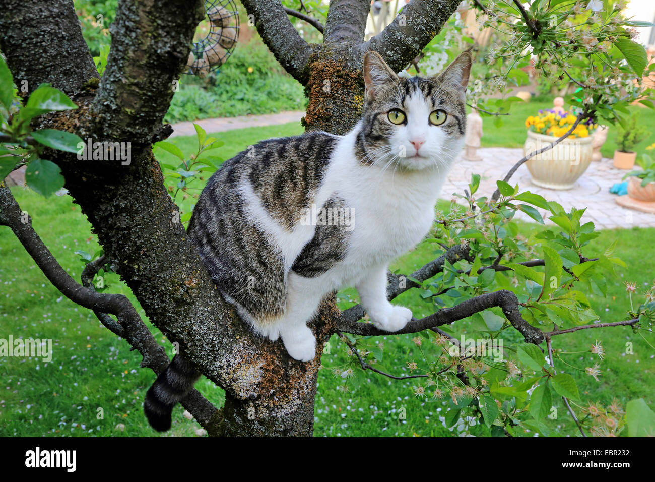 Domestic cat felis silvestris catus sitting in a garden hi-res stock ...