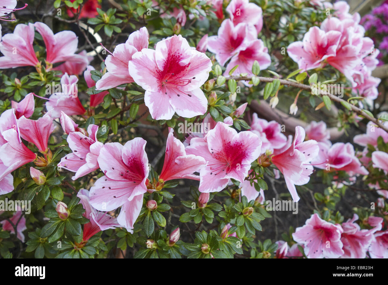 Azalea, Formosa Azalea, Sim's Azalea, (Rhododendron simsii), blooming ...
