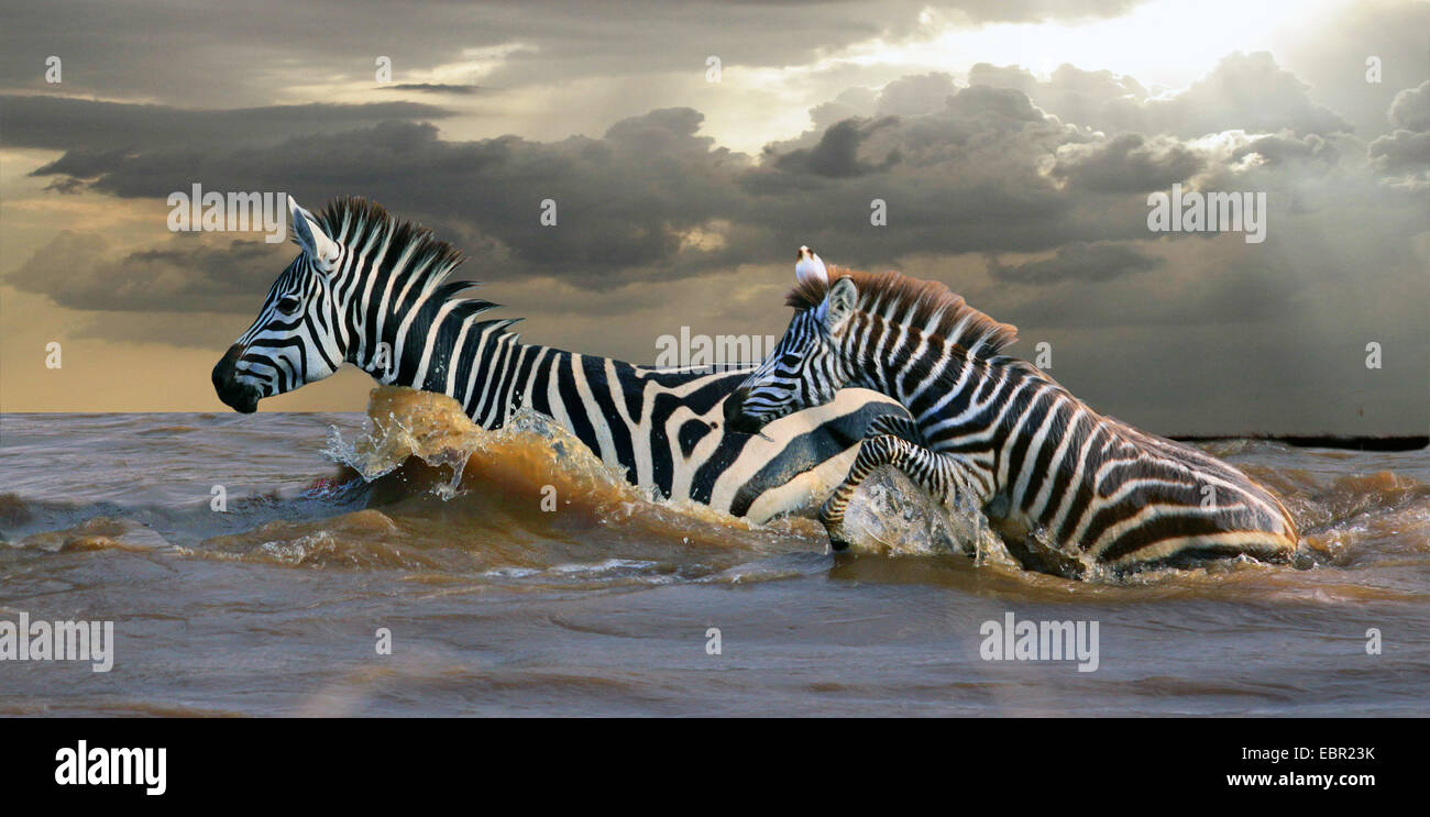 Boehm's zebra, Grant's zebra (Equus quagga boehmi, Equus quagga granti ...