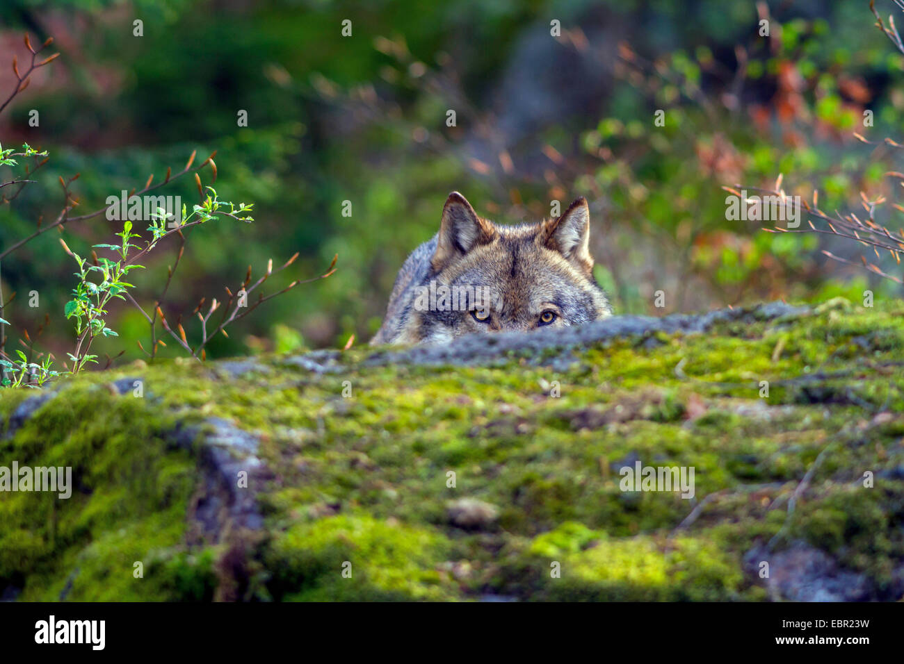 European gray wolf (Canis lupus lupus), peering behind a rock, Germany ...