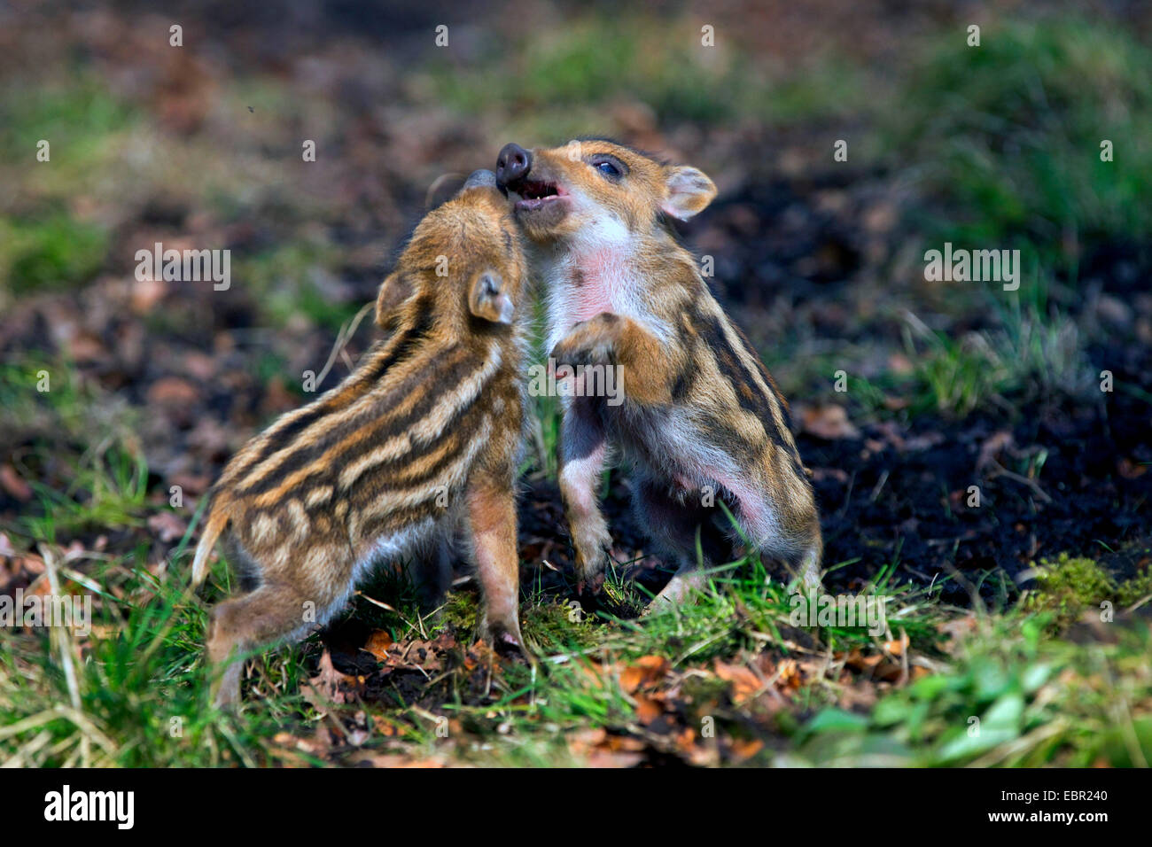 Pig siblings hi-res stock photography and images - Alamy