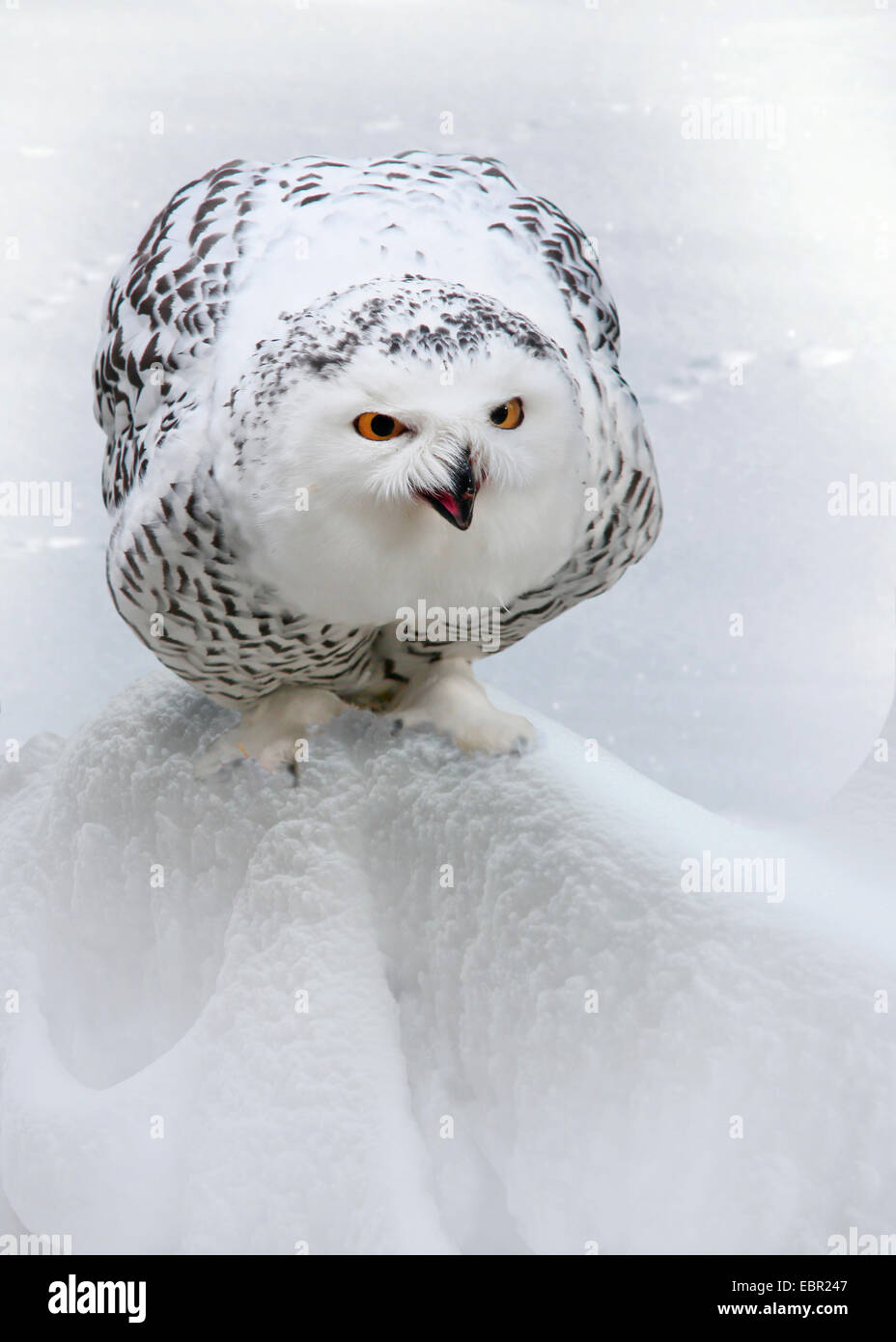 Snowy Owl (Strix scandiaca, Nyctea scandiaca, Bubo scandiacus), sits in ...
