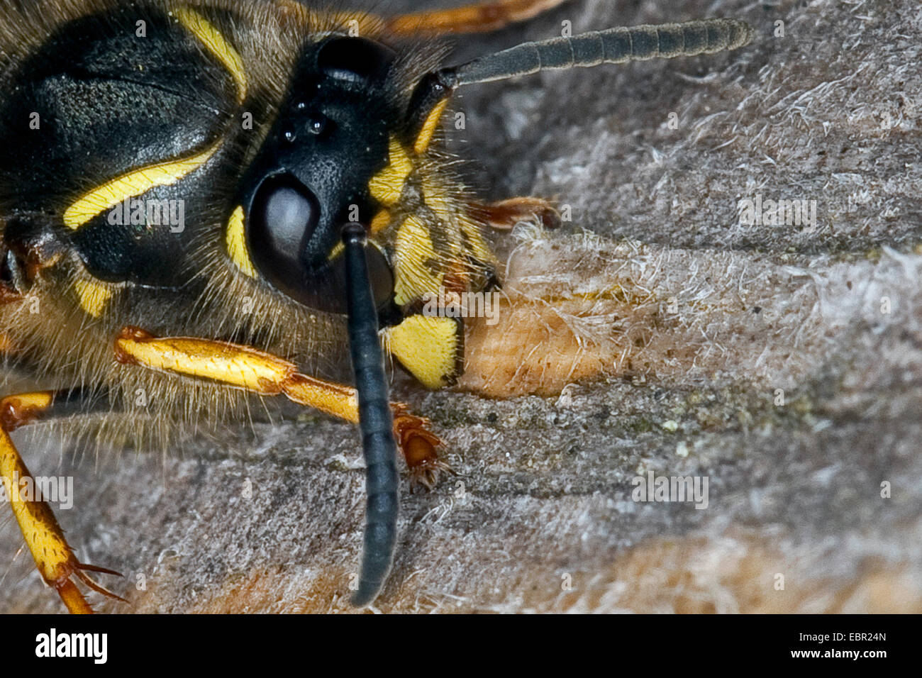 Saxon wasp (Dolichovespula saxonica, Vespula saxonica), queen bee ...