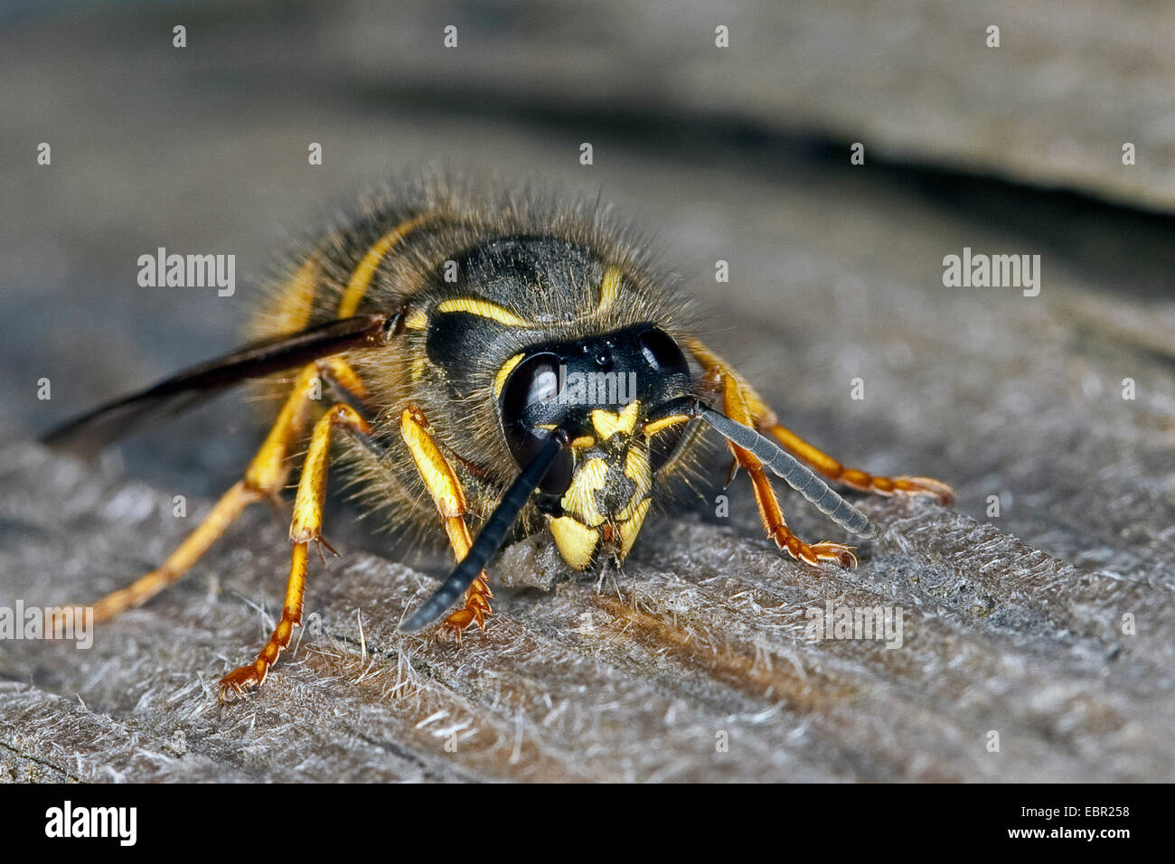 Saxon wasp (Dolichovespula saxonica, Vespula saxonica), female ...