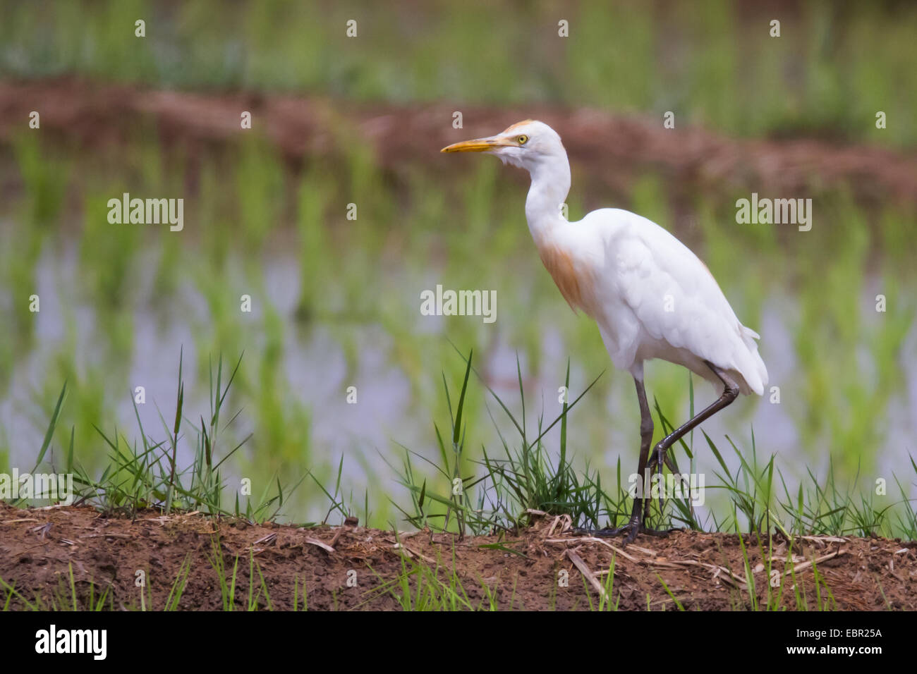 Egret profile india hi-res stock photography and images - Alamy
