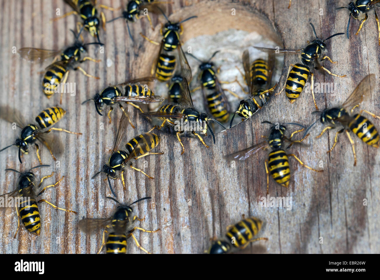 Saxonica hi-res stock photography and images - Alamy