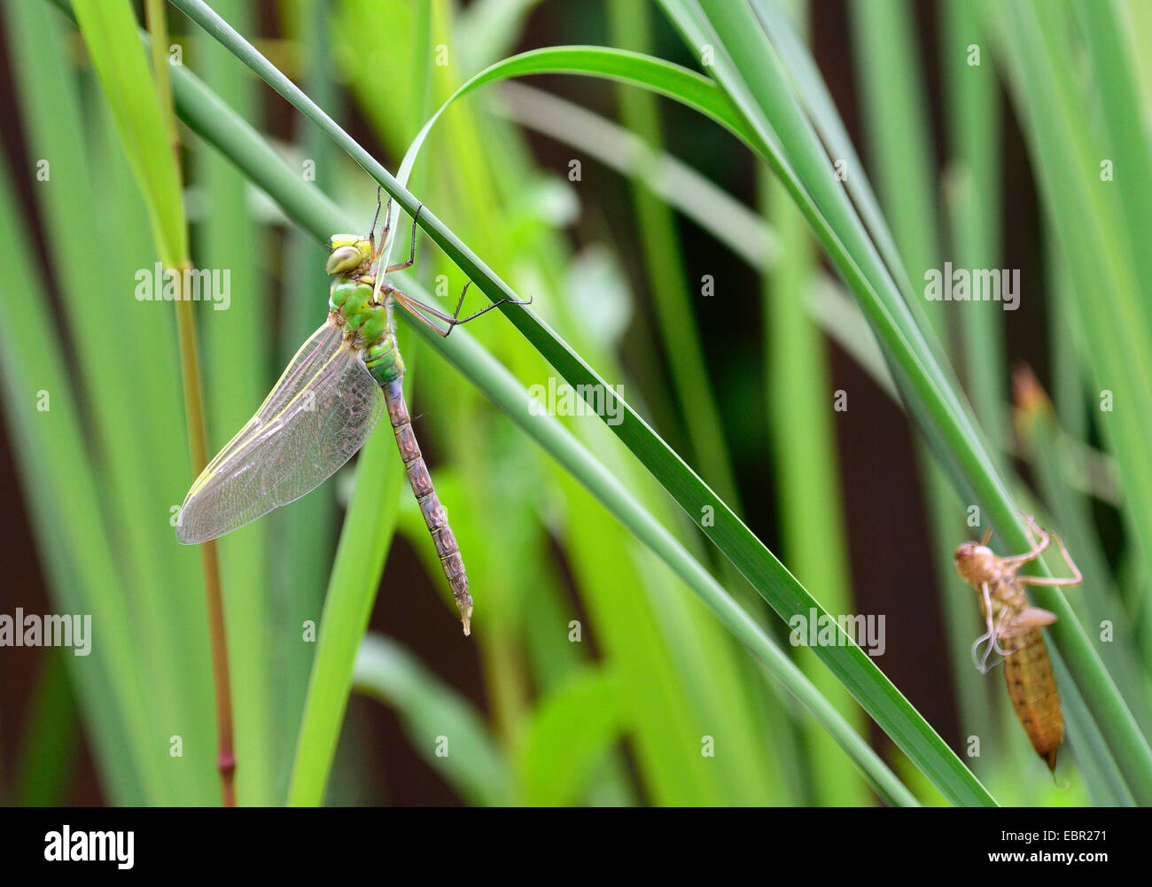 Just hatched dragonfly with larva skinning at a stem hi-res stock ...