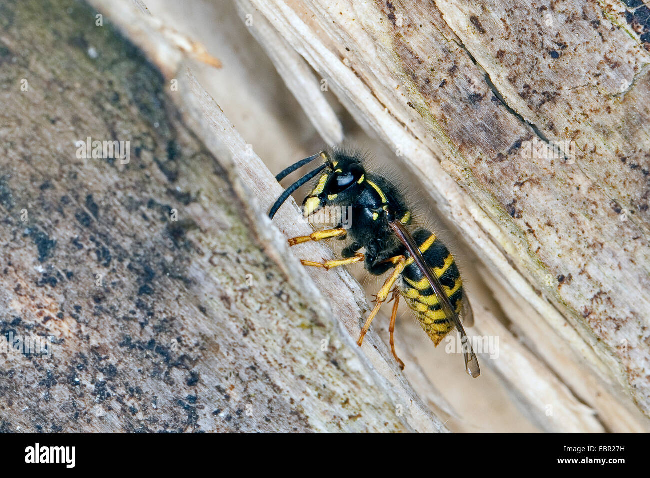 Saxon wasp (Dolichovespula saxonica, Vespula saxonica), female ...
