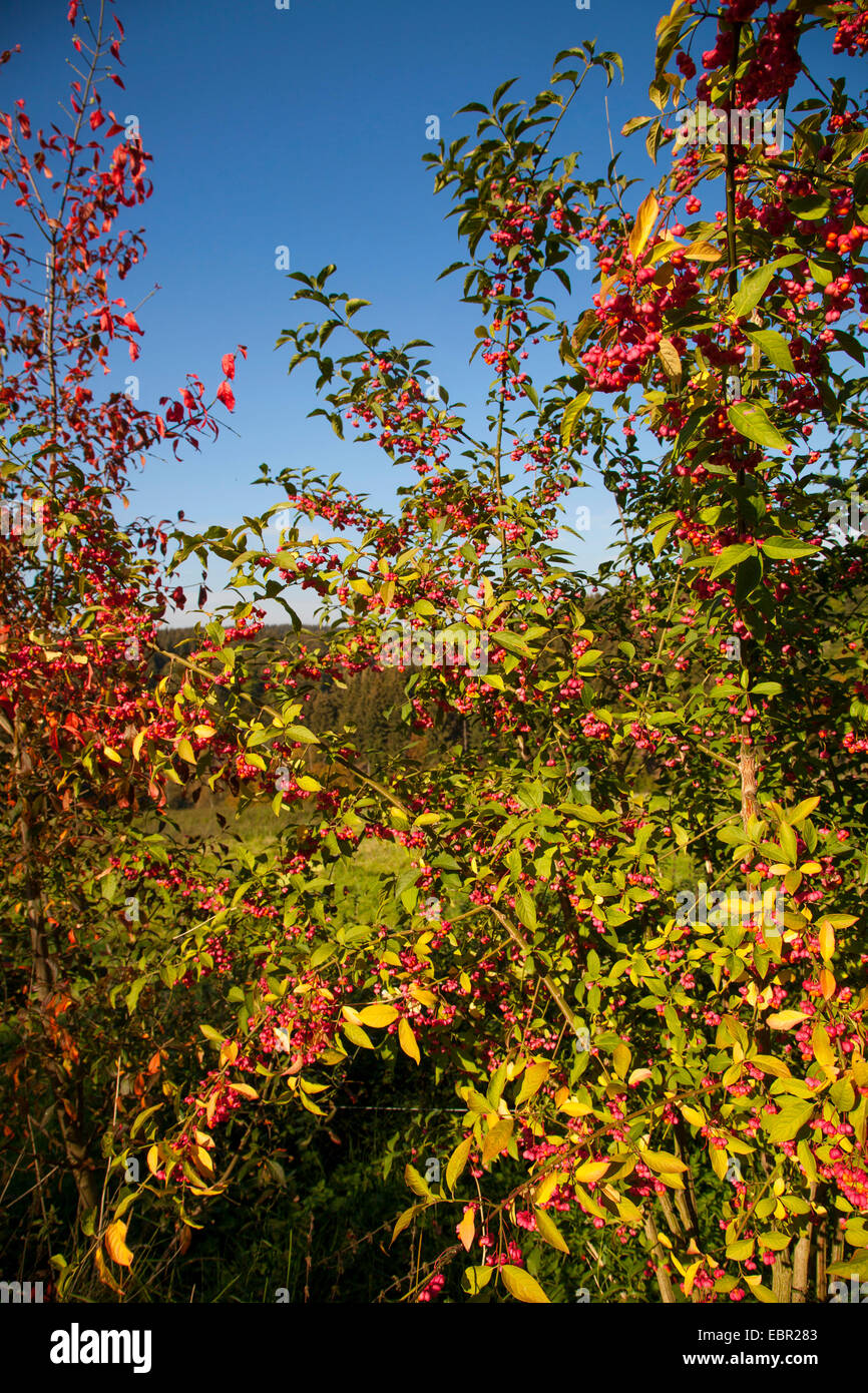 European spindle-tree (Euonymus europaea, Euonymus europaeus), fruiting ...