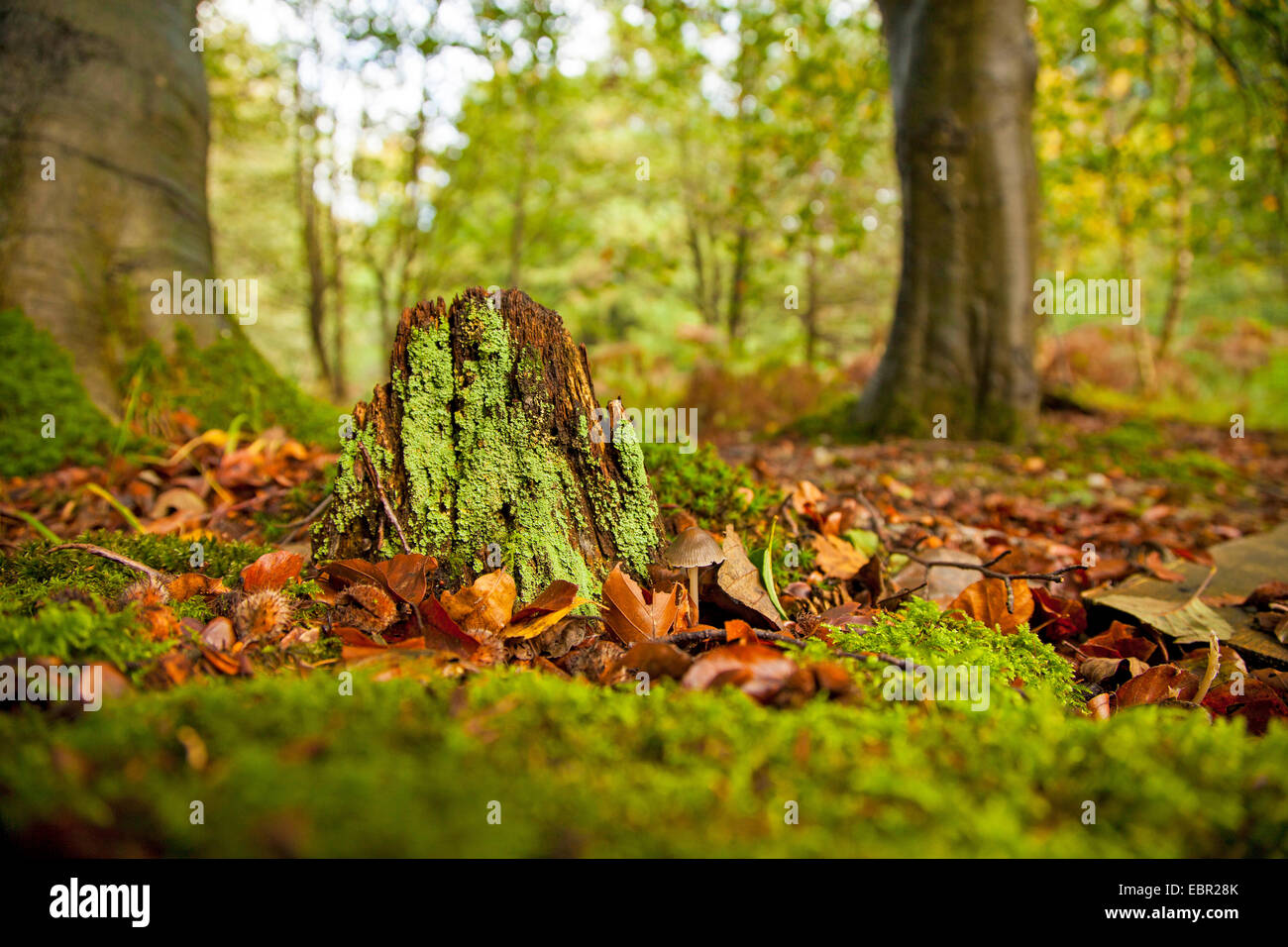 common beech (Fagus sylvatica), rotten tree snag, Germany, North Rhine ...