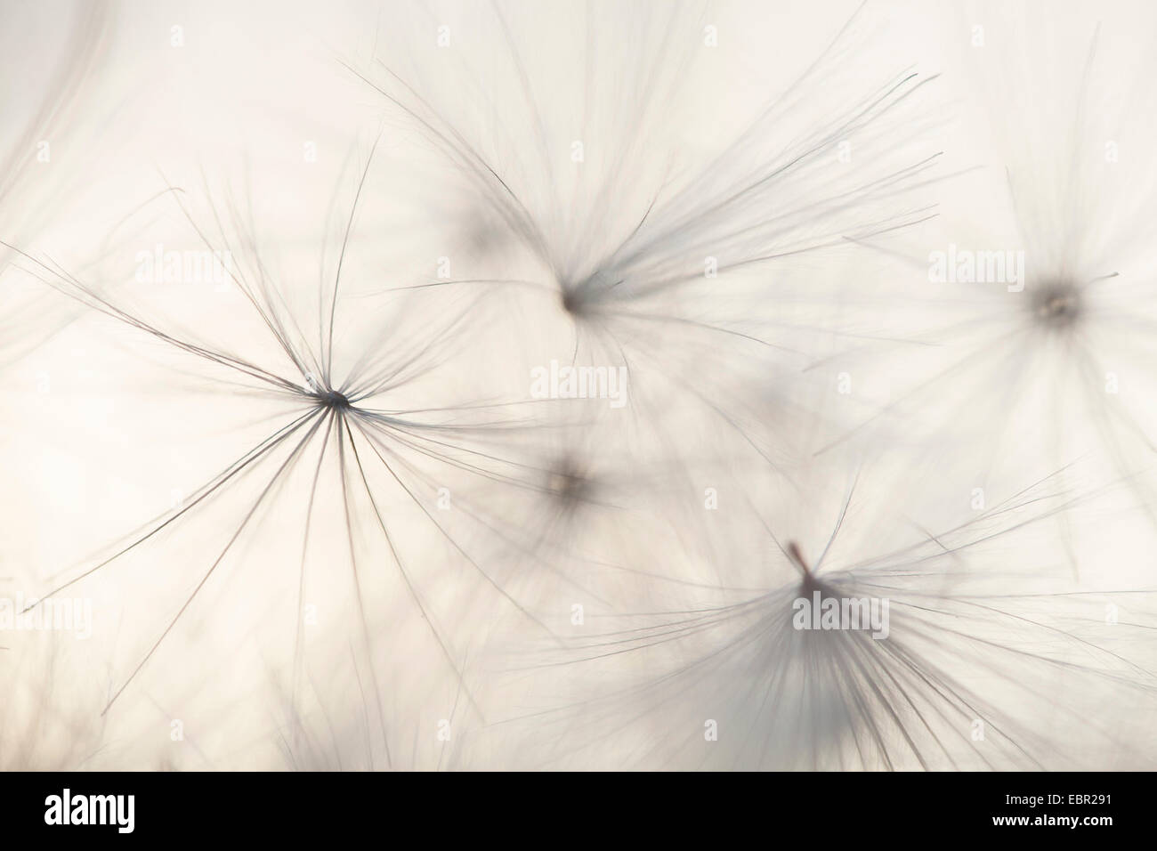 common dandelion (Taraxacum officinale), fruits, Germany, Rhineland ...