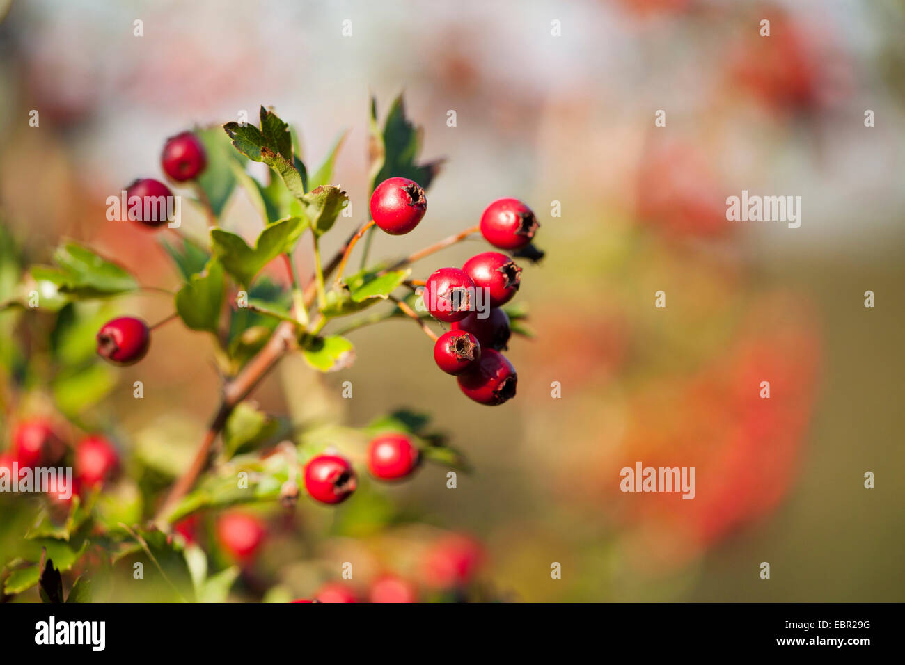 hawthorn, white thorn, hawthorns (Crataegus spec.), fruits on a branch ...