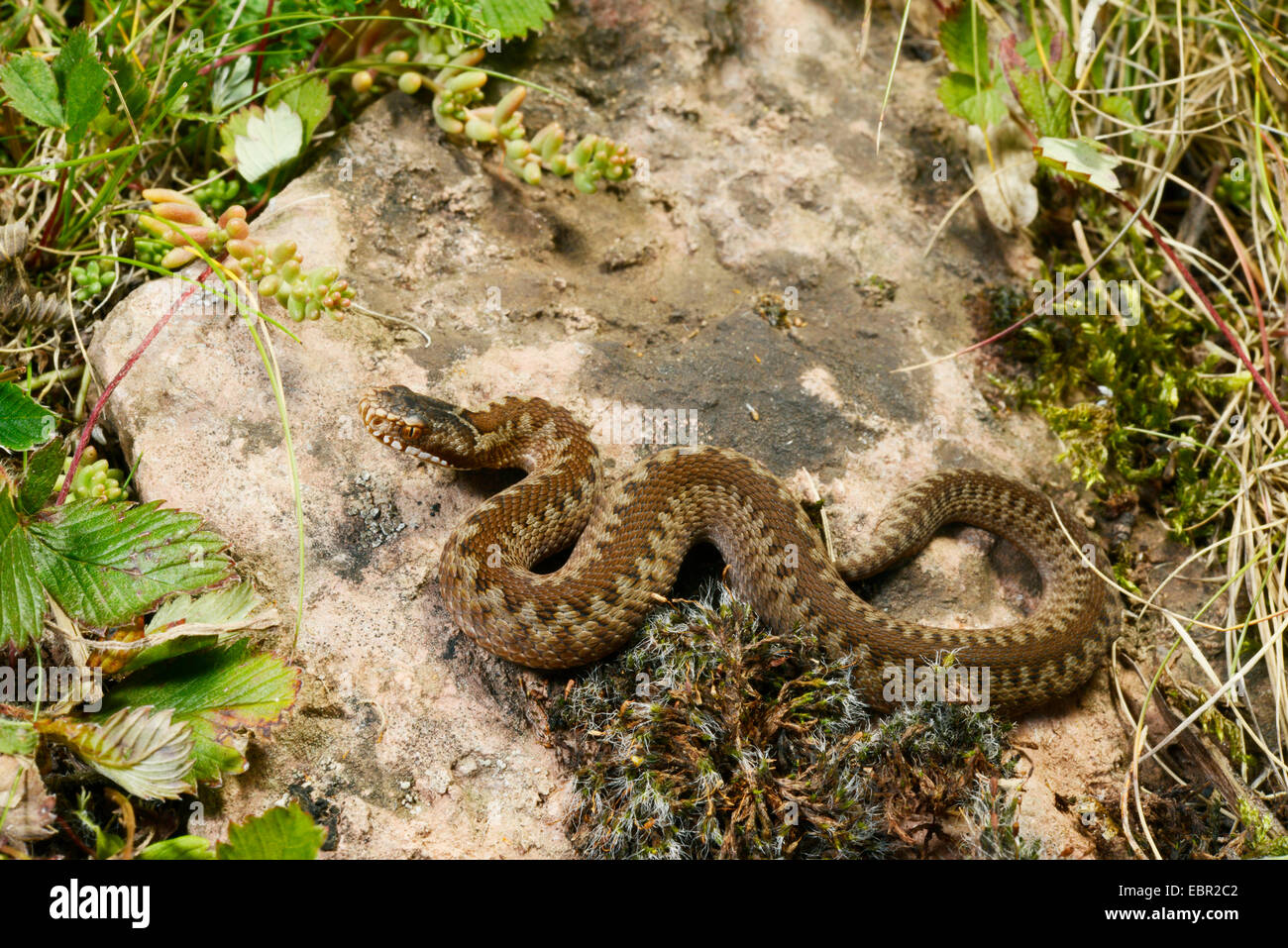 adder, common viper, common European viper, common viper (Vipera berus ...