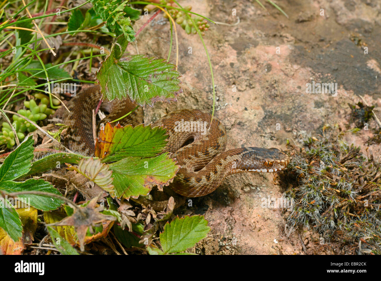 Swedish snakes High Resolution Stock Photography and Images - Alamy