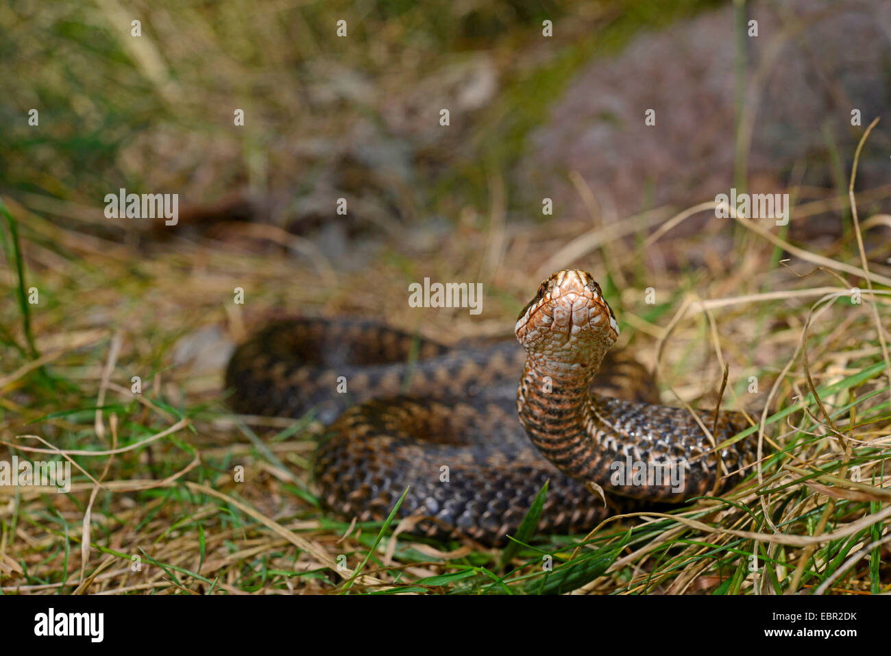 Adder vipera berus swedish snake hi-res stock photography and images ...
