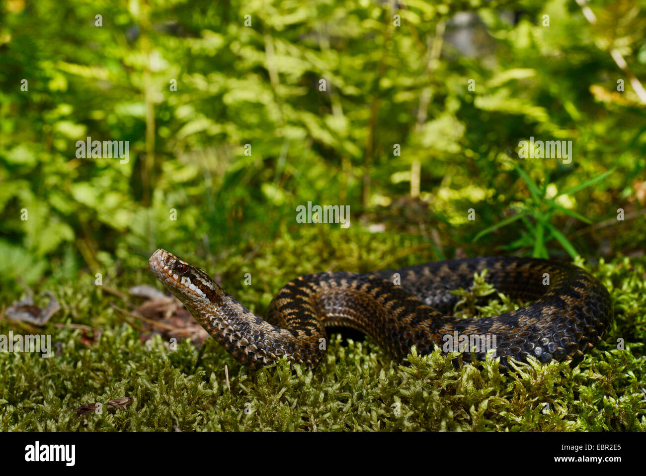 adder, common viper, common European viper, common viper (Vipera berus ...