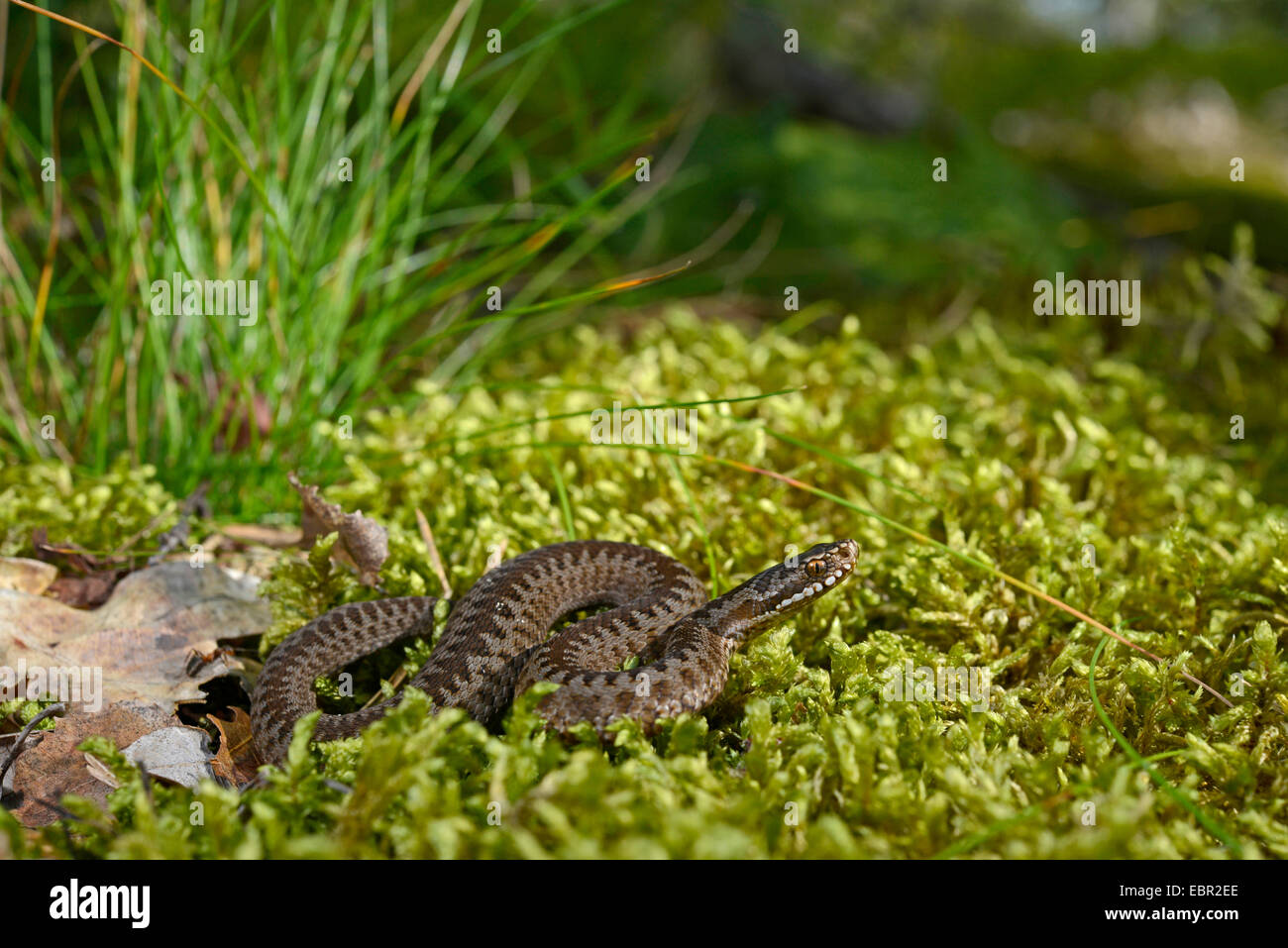 adder, common viper, common European viper, common viper (Vipera berus ...