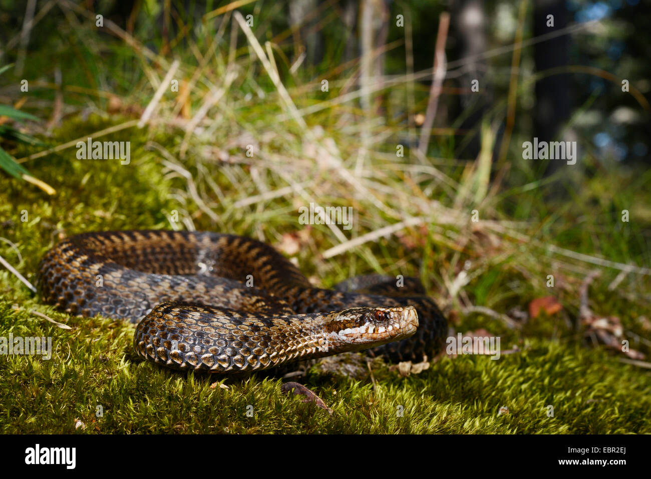 adder, common viper, common European viper, common viper (Vipera berus ...