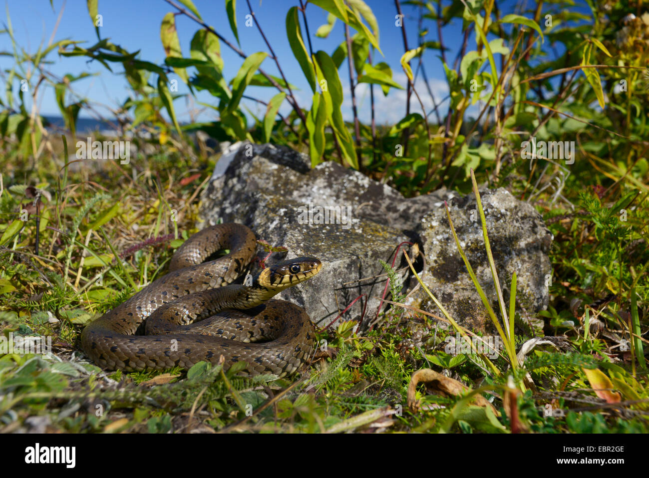 Swedish snakes High Resolution Stock Photography and Images - Alamy