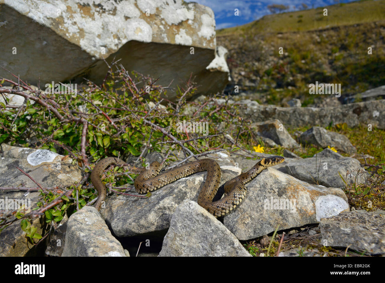 Swedish snakes High Resolution Stock Photography and Images - Alamy