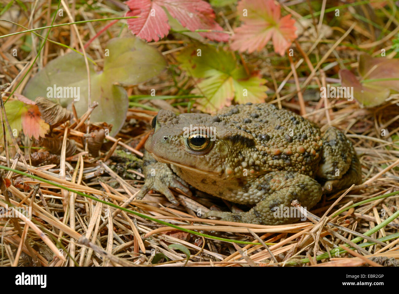 Young toads hi-res stock photography and images - Alamy