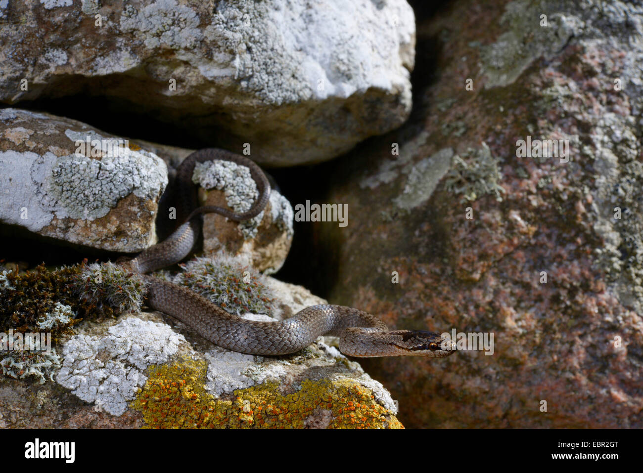 Swedish snakes hi-res stock photography and images - Alamy