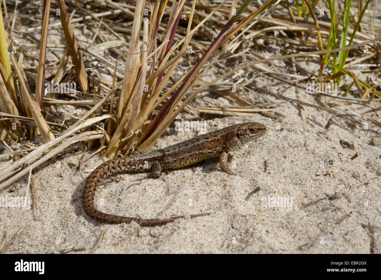 viviparous lizard, European common lizard (Lacerta vivipara, Zootoca ...