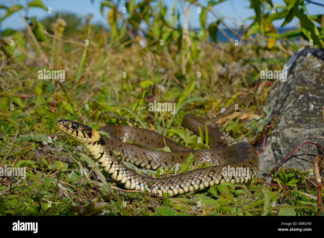 Swedish snakes hi-res stock photography and images - Alamy