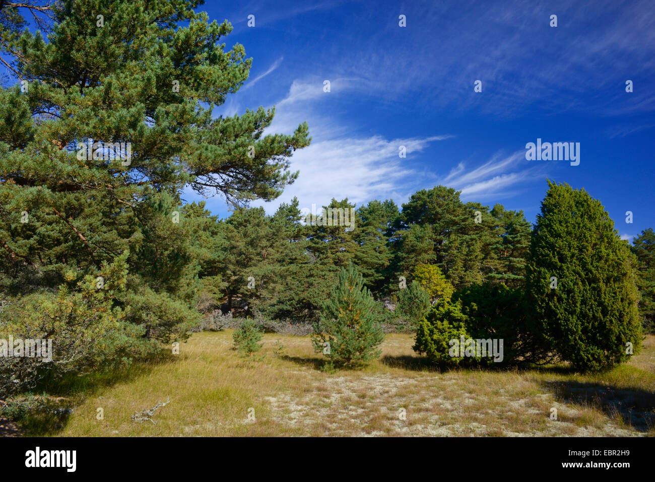 common juniper, ground juniper (Juniperus communis), juniper heath on ...
