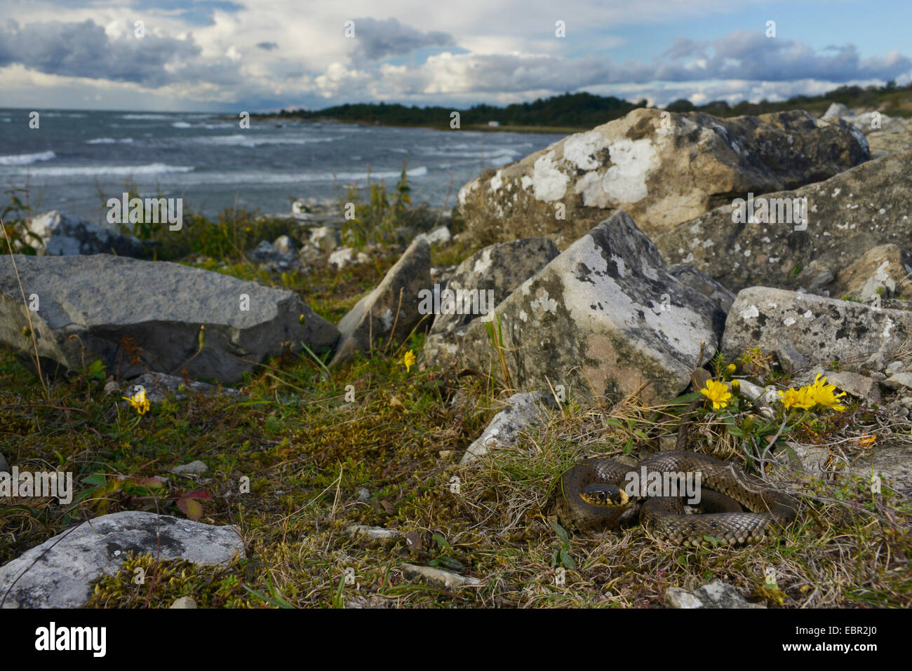 Swedish snakes High Resolution Stock Photography and Images - Alamy