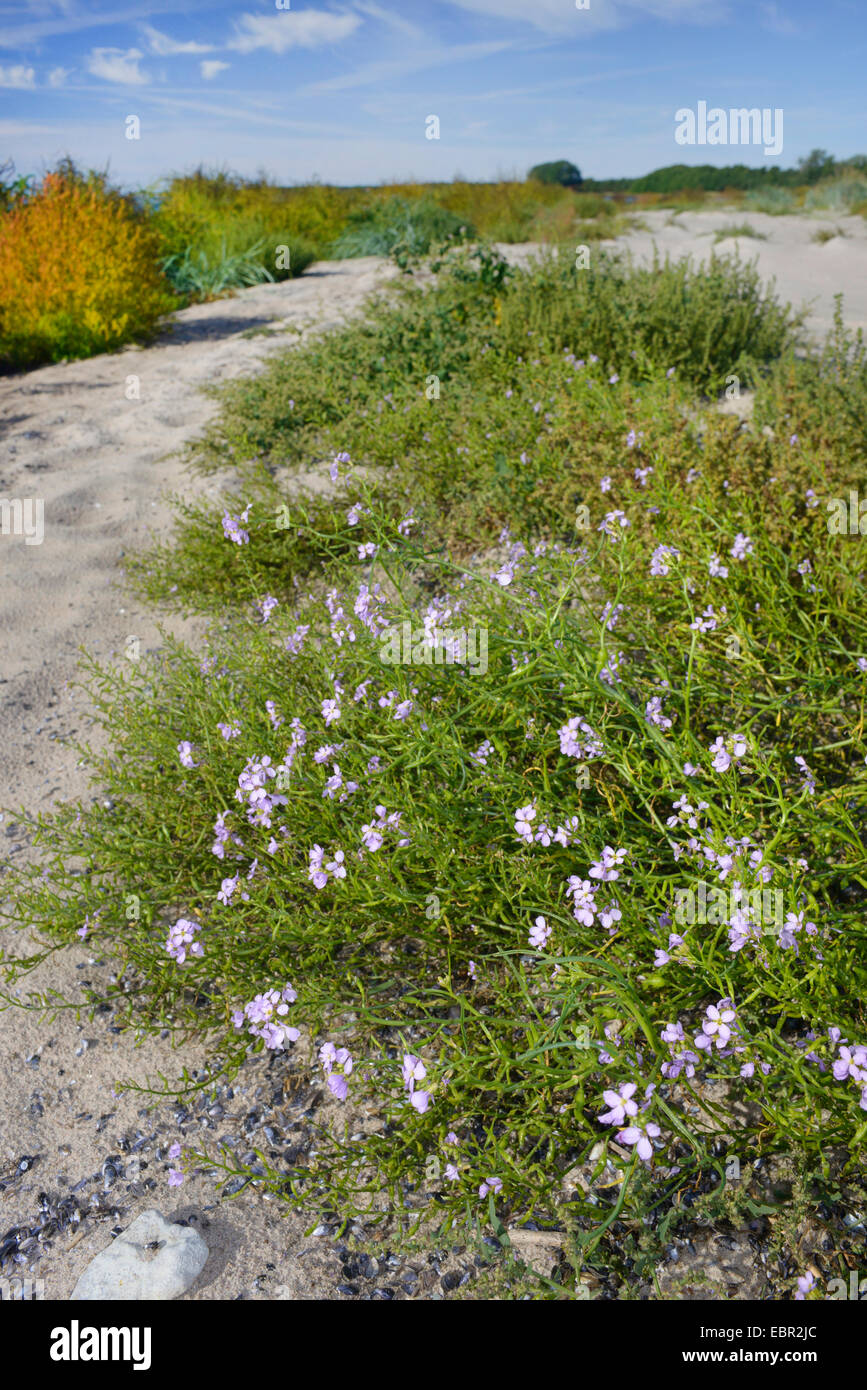 European searocket, sea rocket (Cakile maritima), dunes on the sandy ...