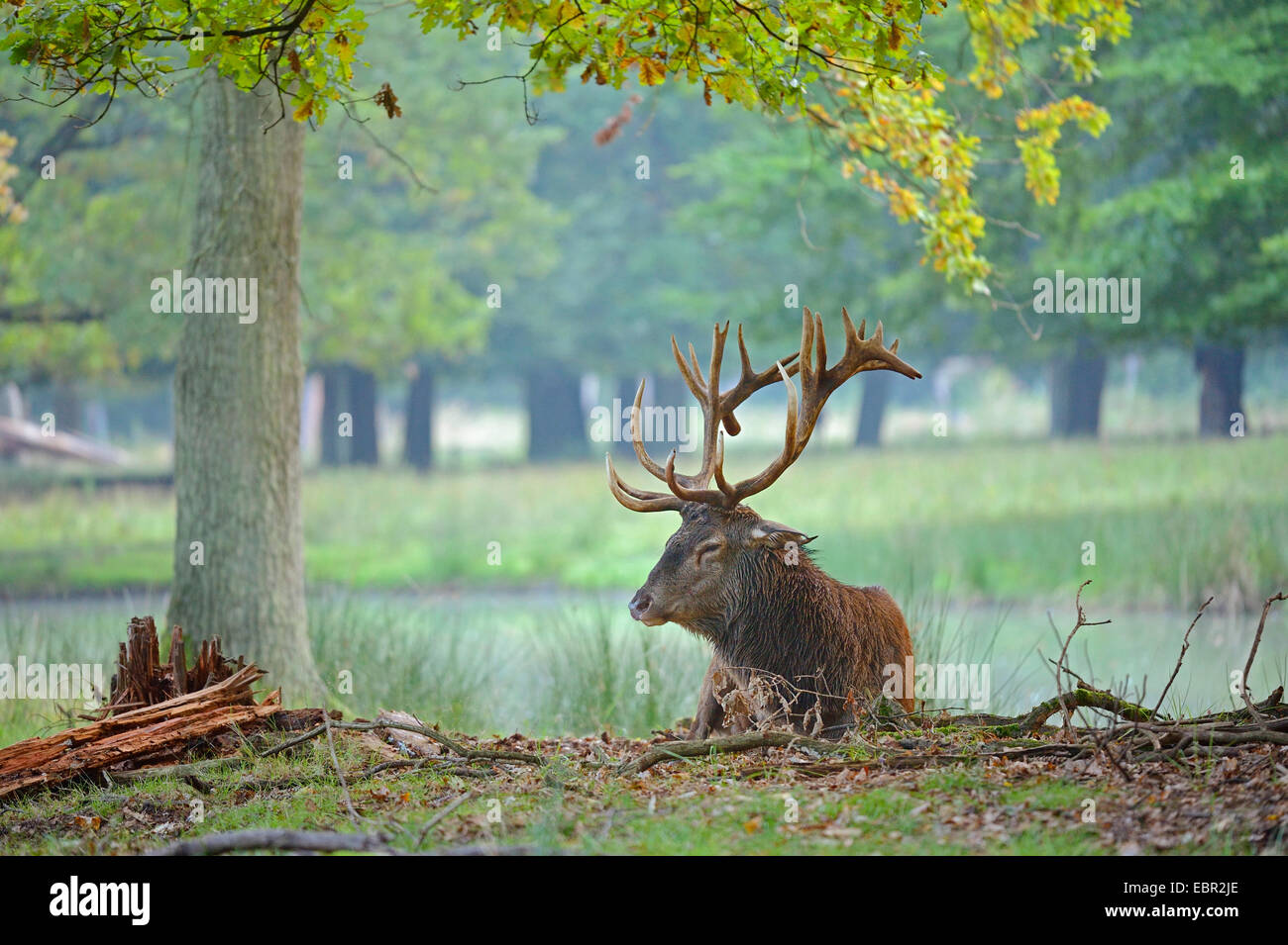Deer under tree hi-res stock photography and images - Alamy
