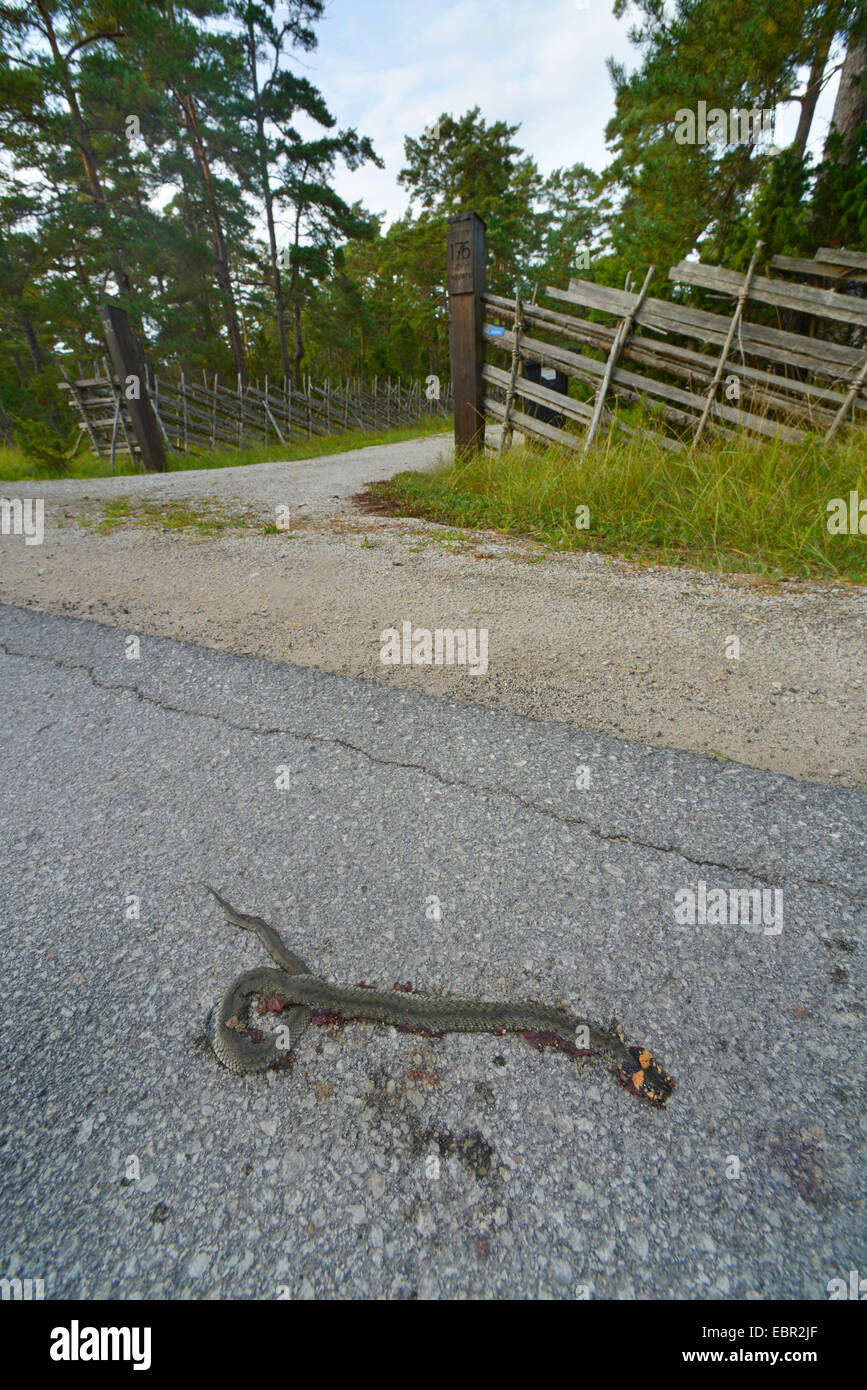 Swedish snakes High Resolution Stock Photography and Images - Alamy