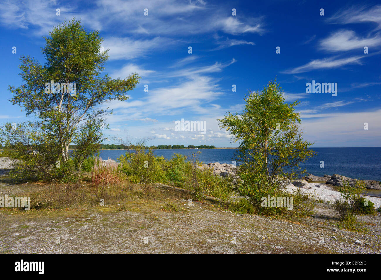 common birch, silver birch, European white birch, white birch (Betula ...