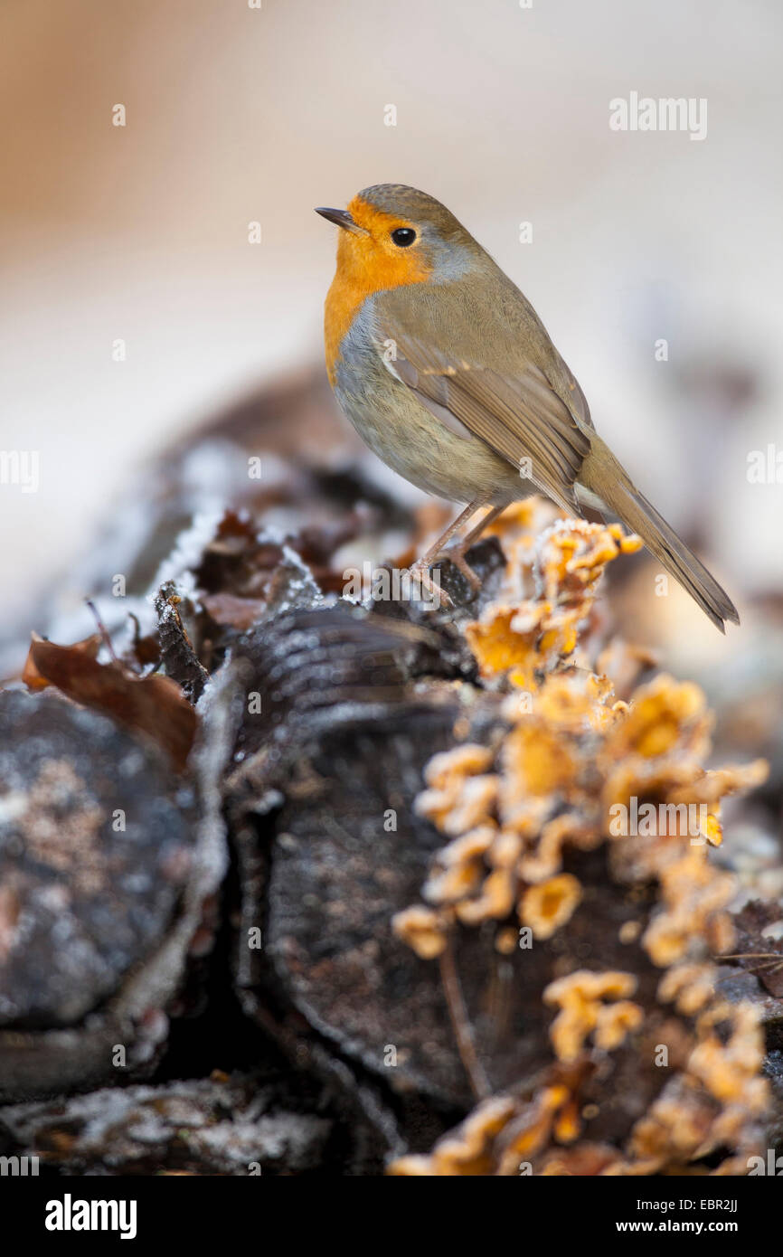 European robin (Erithacus rubecula), sitting on deadwood in winter ...